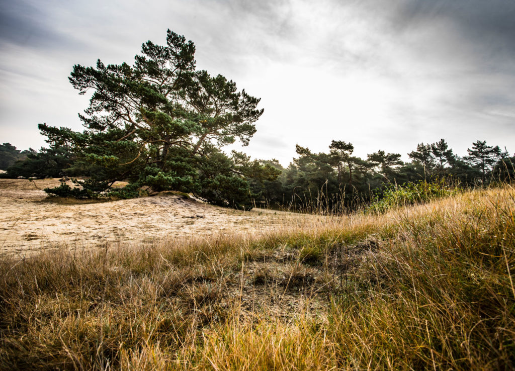 landschappen-nederland-landschapsfotografie-natuurfotografie-mooi ...